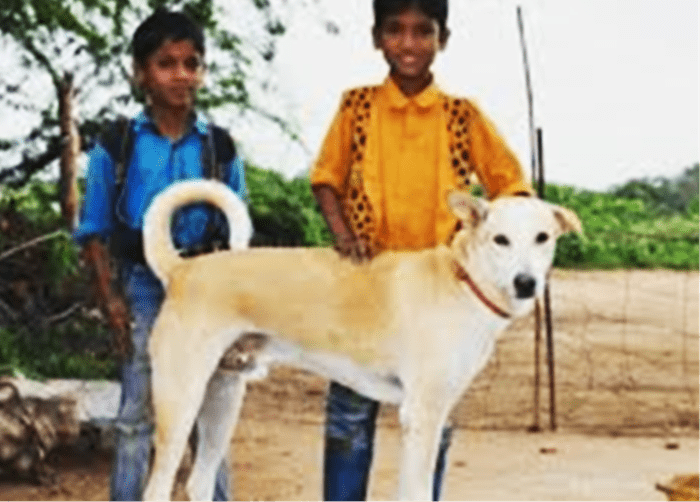 Seven Indian Dog Breeds - Available For Free Adoption - HubPages