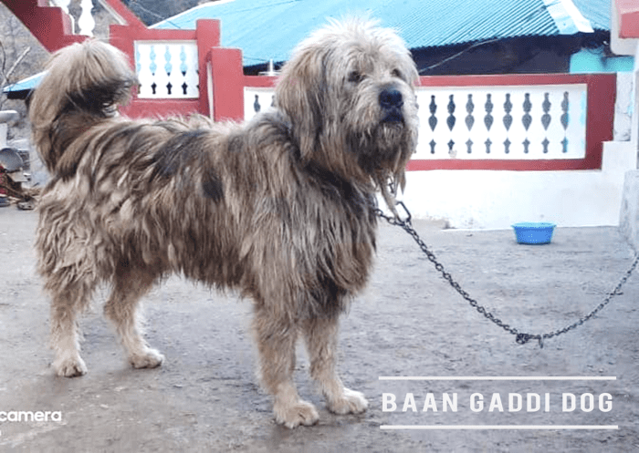 Seven Indian Dog Breeds - Available For Free Adoption - HubPages