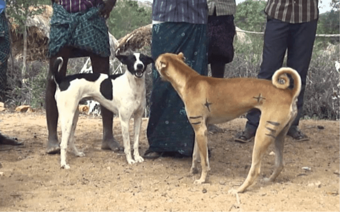 Seven Indian Dog Breeds - Available For Free Adoption - HubPages