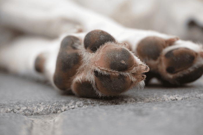 My Dog's Paws Are Cold, Should I Worry? - HubPages
