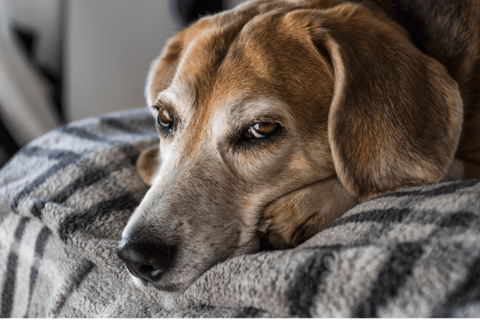 How to Take Care of a Senior Dog With a Neurological Disorder - HubPages