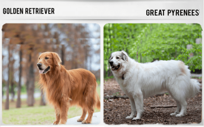 11 Dog Breeds Like the Golden Retriever - HubPages