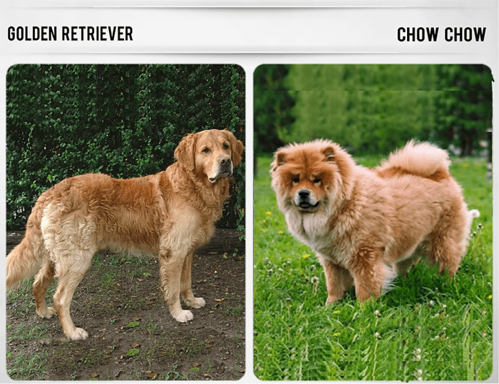 11 Dog Breeds Like the Golden Retriever - HubPages
