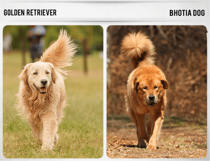 11 Dog Breeds Like the Golden Retriever - HubPages