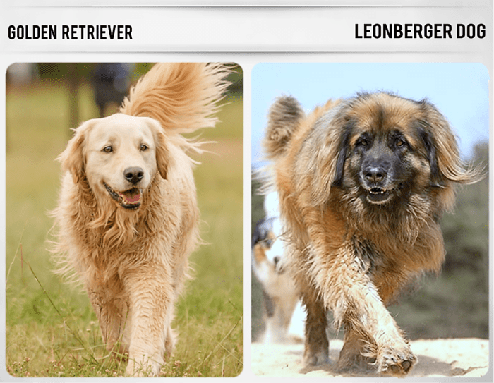 11 Dog Breeds Like the Golden Retriever - HubPages
