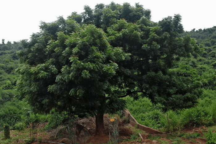 Interesting Facts About the Neem Tree: Description and Uses - HubPages
