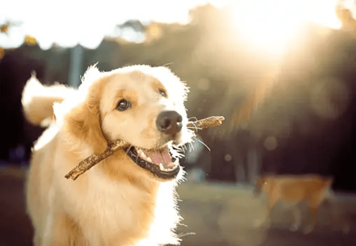 11 Dog Breeds Like the Golden Retriever - HubPages