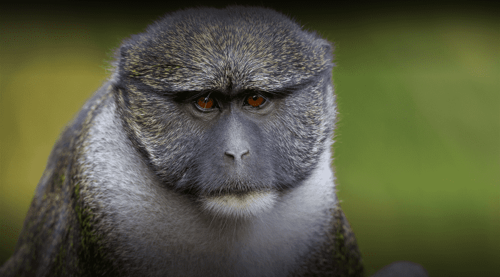 Characteristics of Monkeys - HubPages