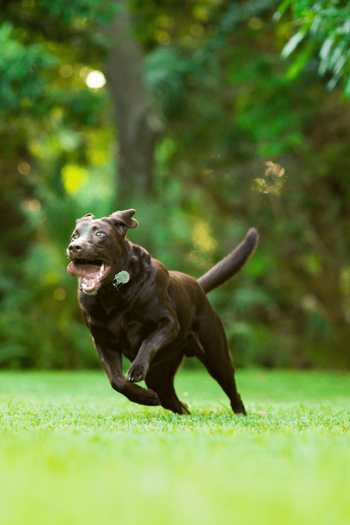 Cavaletti for Dogs: A Fun Way to Boost Their Fitness Levels - HubPages