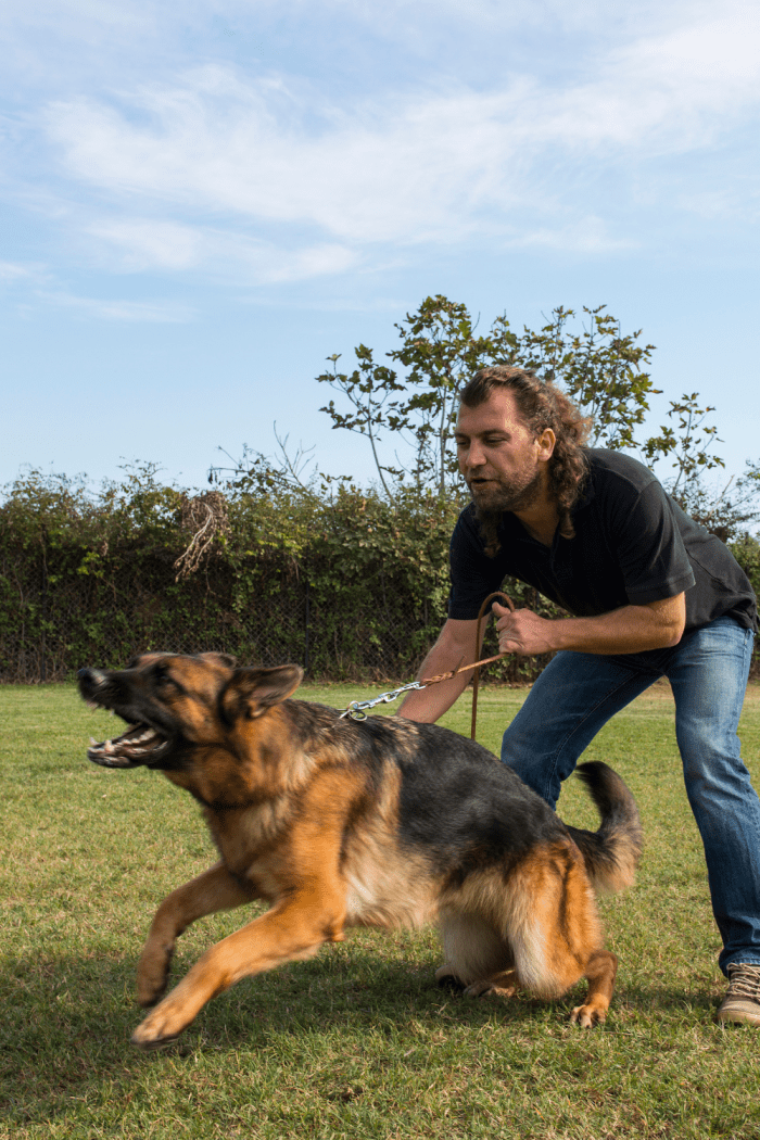 Cavaletti for Dogs: A Fun Way to Boost Their Fitness Levels - HubPages