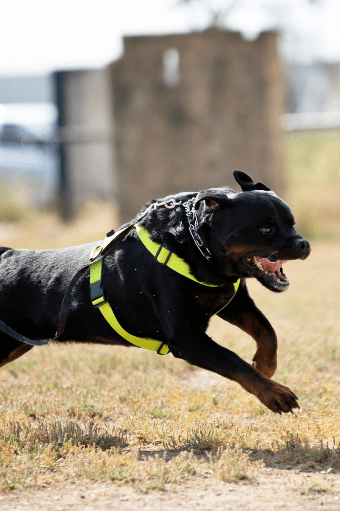 Cavaletti for Dogs: A Fun Way to Boost Their Fitness Levels - HubPages