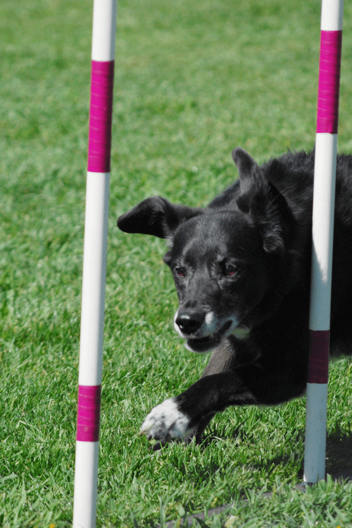 Cavaletti for Dogs: A Fun Way to Boost Their Fitness Levels - HubPages