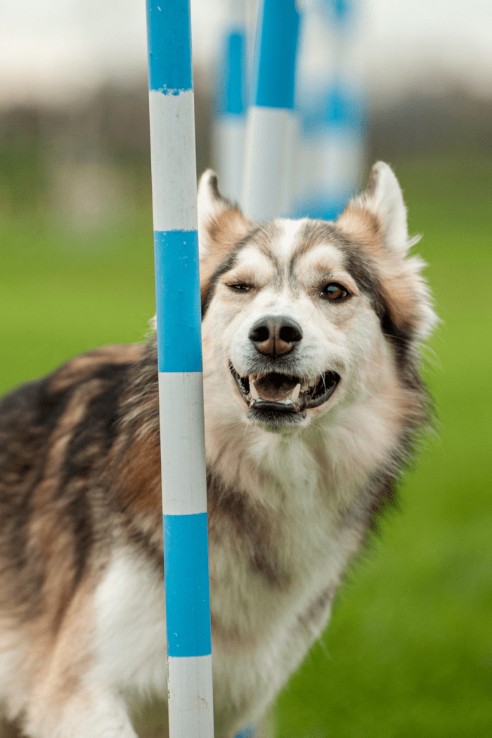 Cavaletti for Dogs: A Fun Way to Boost Their Fitness Levels - HubPages