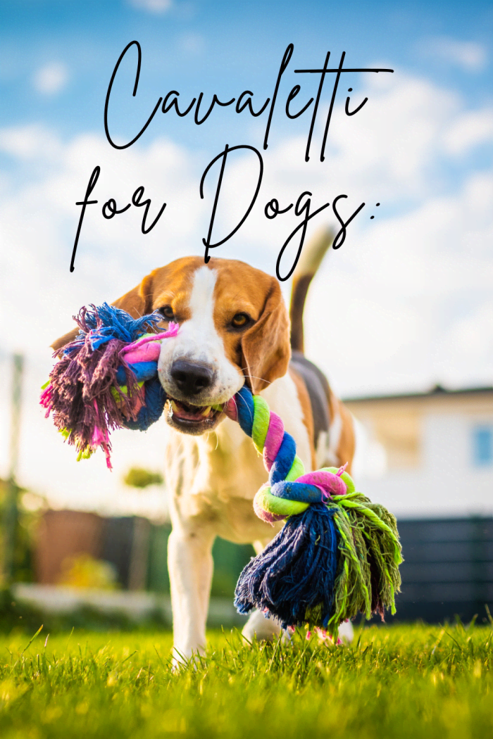 Cavaletti for Dogs: A Fun Way to Boost Their Fitness Levels - HubPages