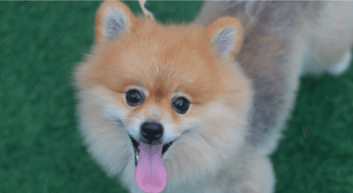 Why Is My Dog's Skin Turning Black? 7 Hyperpigmentation Causes in Dogs ...