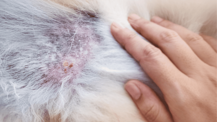 Why Is My Dog's Skin Turning Black? 7 Hyperpigmentation Causes in Dogs ...