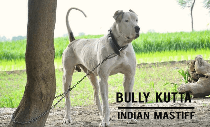 Bully Kutta (Indian Mastiff) Dog Breed Information, Facts & Characteristics - HubPages
