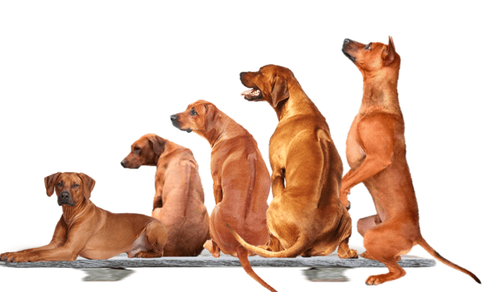 The 3 Ridgeback Dog Breeds: Rhodesian, Thai, and Phu Quoc - HubPages