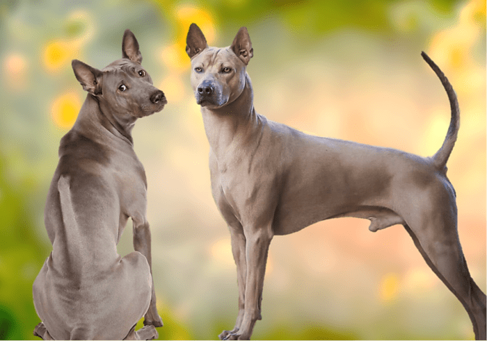 The 3 Ridgeback Dog Breeds: Rhodesian, Thai, and Phu Quoc - HubPages