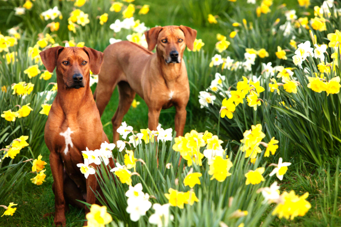 The 3 Ridgeback Dog Breeds: Rhodesian, Thai, and Phu Quoc - HubPages
