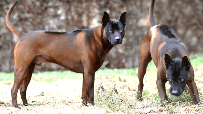 The 3 Ridgeback Dog Breeds: Rhodesian, Thai, and Phu Quoc - HubPages