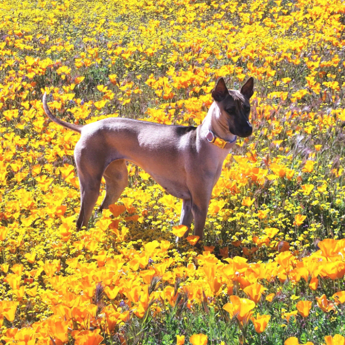 The 3 Ridgeback Dog Breeds: Rhodesian, Thai, and Phu Quoc - HubPages