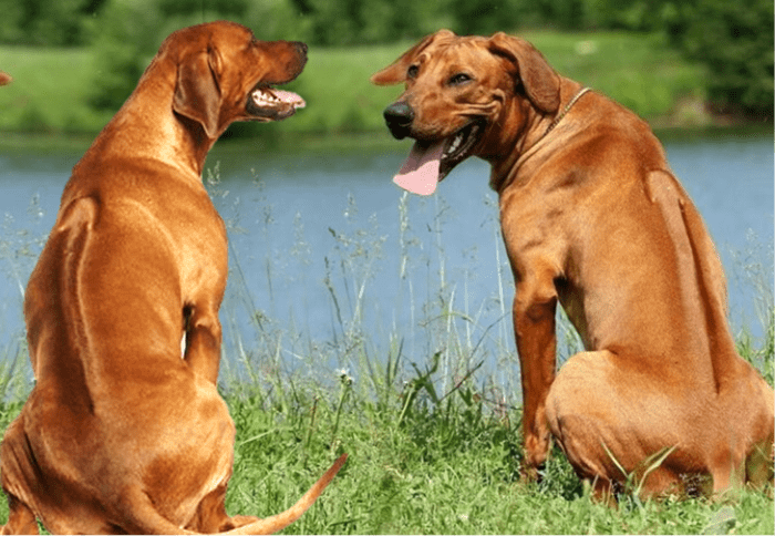The 3 Ridgeback Dog Breeds: Rhodesian, Thai, and Phu Quoc - HubPages