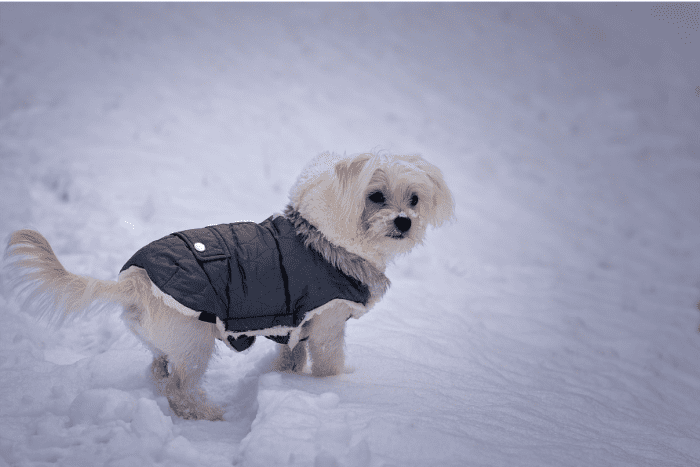 My Dog's Paws Are Cold, Should I Worry? - HubPages