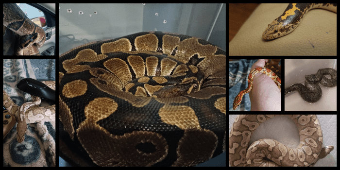 How to Cope With Losing a Pet Reptile (10 Ideas) - HubPages