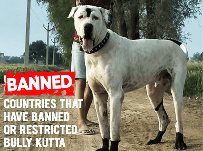 Seven Countries Where Bully Kutta is Banned or Restricted - HubPages