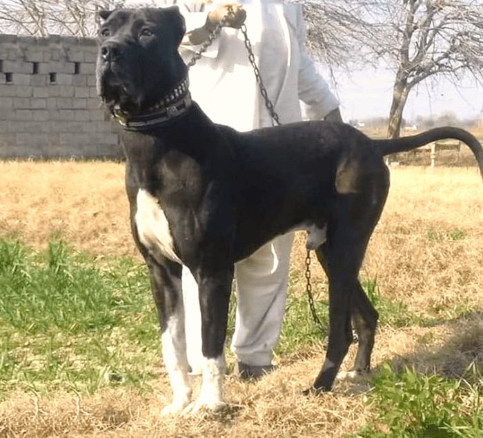 Seven Countries Where Bully Kutta is Banned or Restricted - HubPages