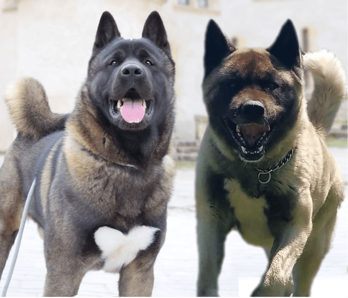 15 Scariest Looking Dog Breeds - HubPages