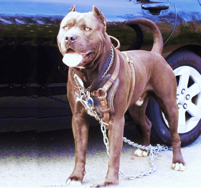 15 Scariest Looking Dog Breeds - HubPages