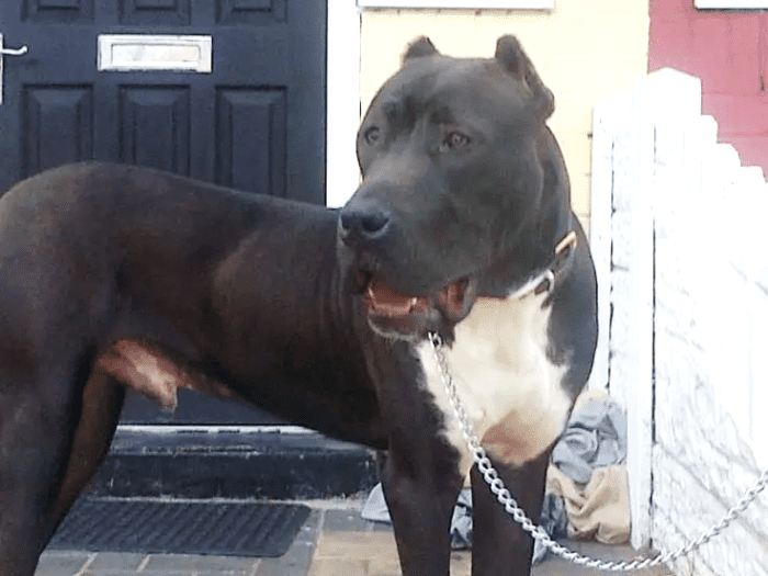 15 Scariest Looking Dog Breeds - HubPages