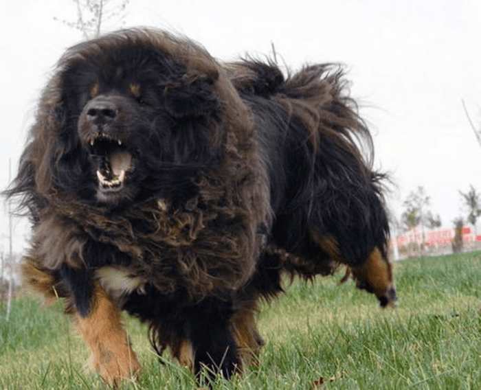 15 Scariest Looking Dog Breeds - HubPages