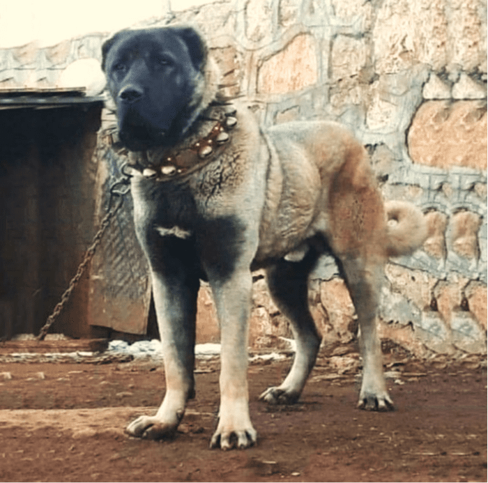 15 Scariest Looking Dog Breeds - HubPages