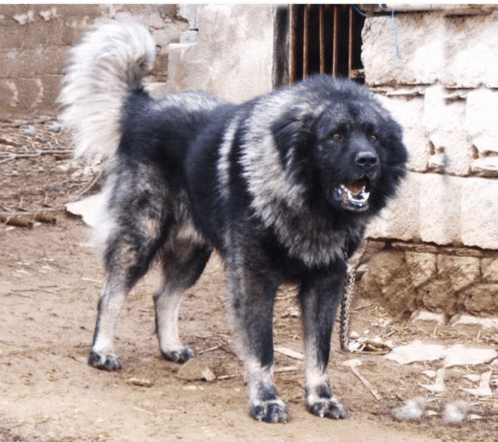 15 Scariest Looking Dog Breeds - HubPages