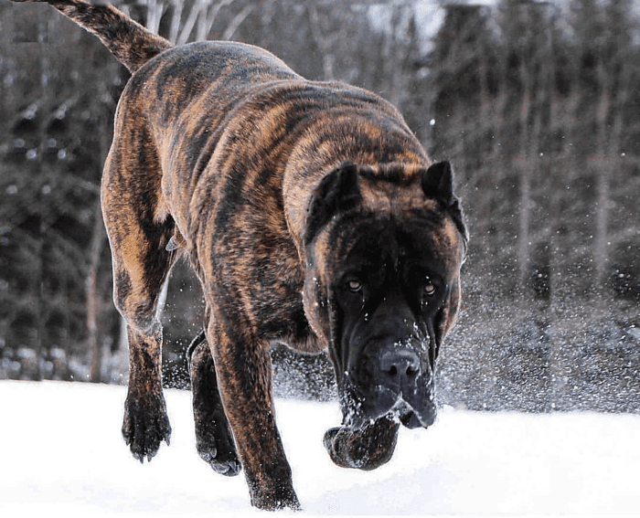 15 Scariest Looking Dog Breeds - HubPages