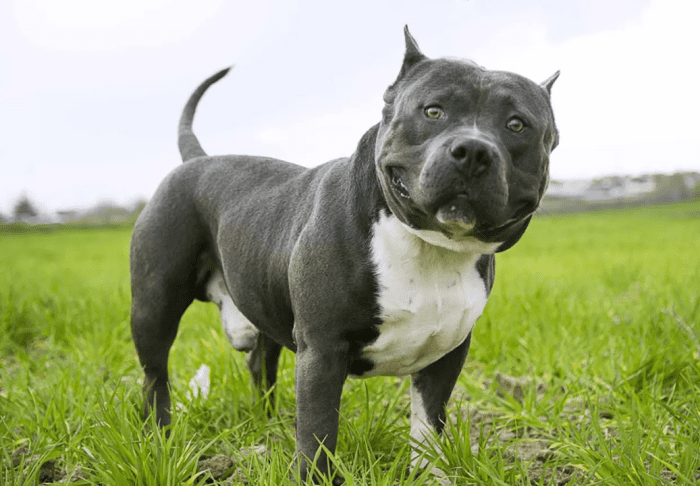 15 Scariest Looking Dog Breeds - HubPages