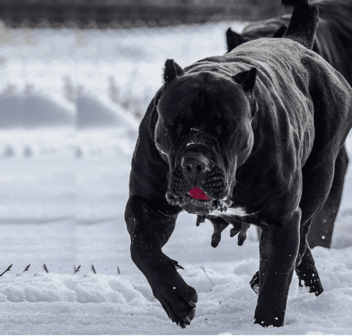 15 Scariest Looking Dog Breeds - HubPages 15 Scariest Looking Dog Breeds - HubPages