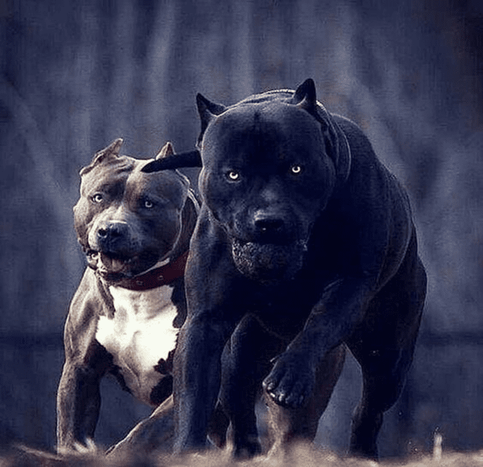 15 Scariest Looking Dog Breeds - HubPages