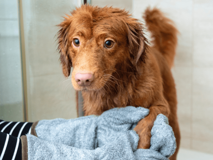 5 Gentle Methods to Warm Your Shivering Dog After a Bath - HubPages
