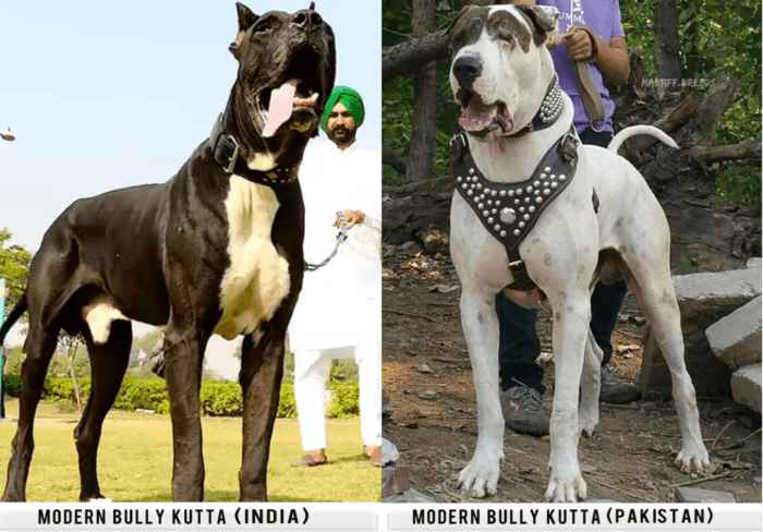 Types of Bully Kutta: Dog Breed Information - HubPages