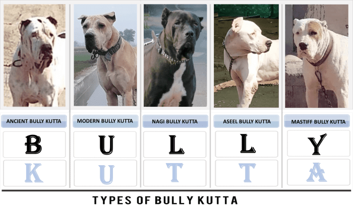 Types of Bully Kutta: Dog Breed Information - HubPages