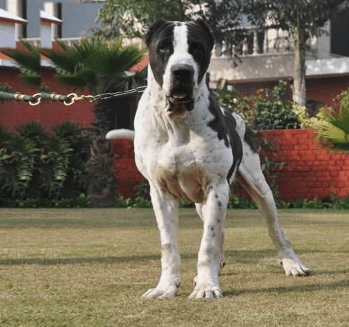 Types of Bully Kutta: Dog Breed Information - HubPages