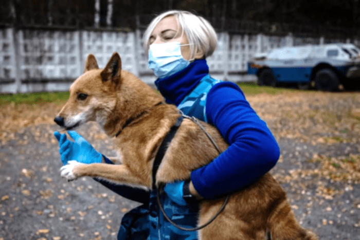 Five Russian Dogs Banned Or Restricted In Other Countries - HubPages