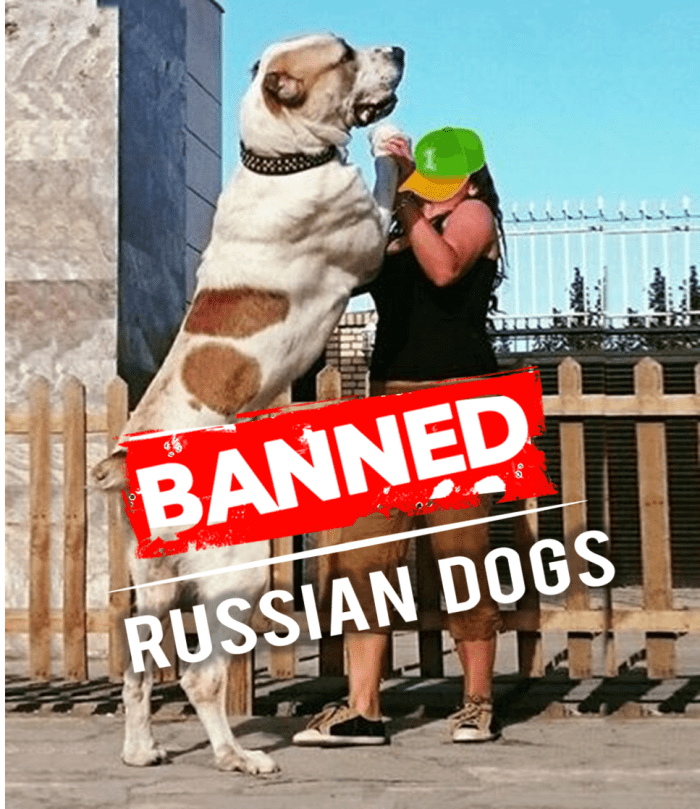 Five Russian Dogs Banned Or Restricted In Other Countries - HubPages
