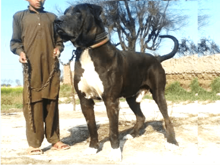 11 Things to Consider Before Getting a Bully Kutta - HubPages