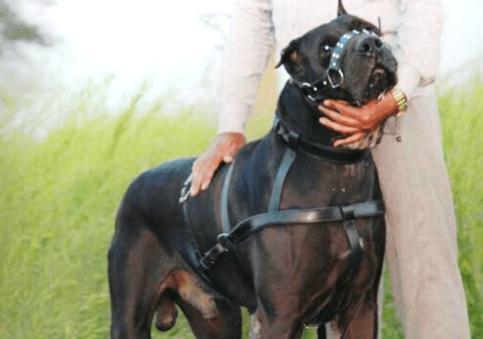 11 Things to Consider Before Getting a Bully Kutta - HubPages
