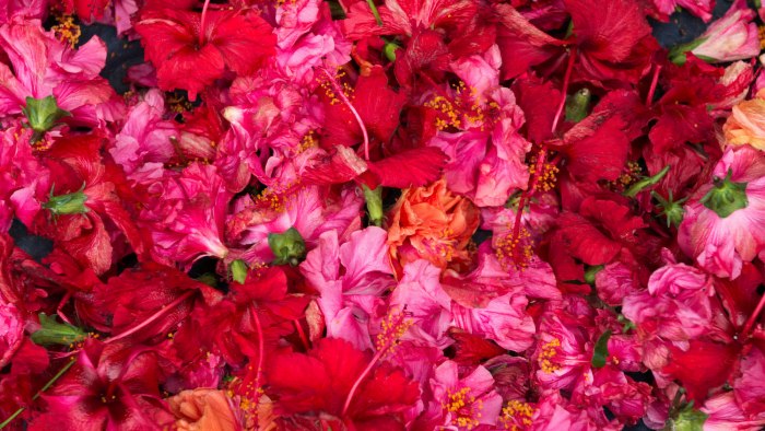 How to Make Paste Shampoo From Fresh Hibiscus Flowers and Leaves - HubPages